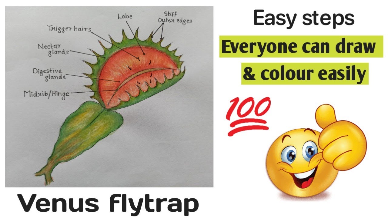 Venus Fly Trap Drawing With Label At Geraldine Givens Blog