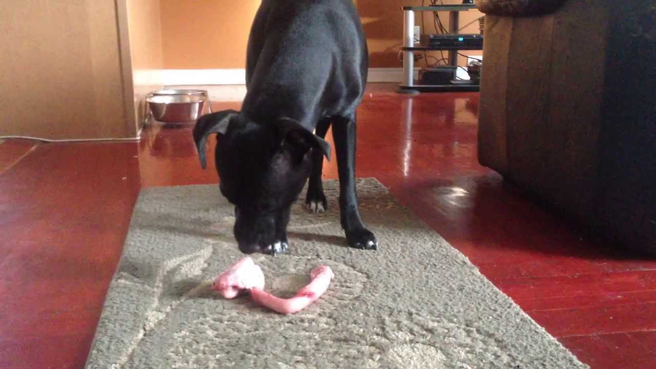 11 Month Old Pitbull Eating Raw Bull Penis Youtube
