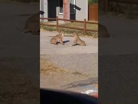 Bobcat Fight Youtube