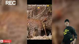 Kasongo Yeye Song By Ndopore Rijamekee 2024 Official Meekie Mp3 Music ...