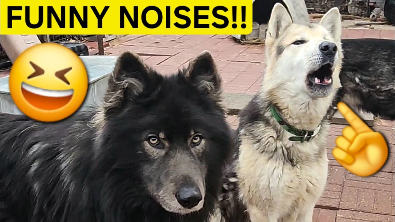 Dogs Making Funny Noises Youtube