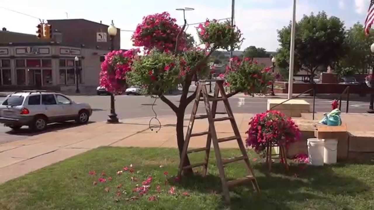 Deadheading Petunias Youtube