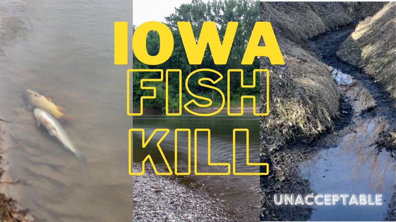 Massive Fish Kill Nishnabotna River Iowa Fertilizer Spill