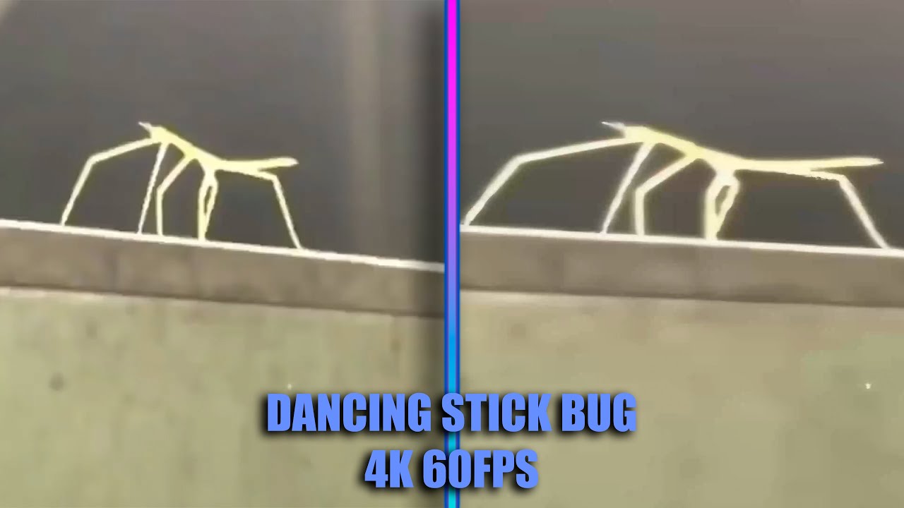 Dancing Stick Bug 4k 60fps Youtube