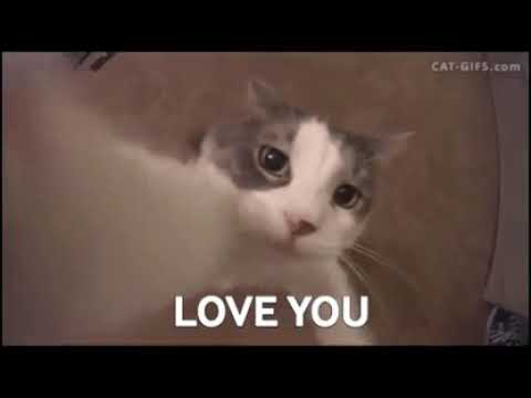 I Love You Funny Cat Kissing The Camera Gif Youtube