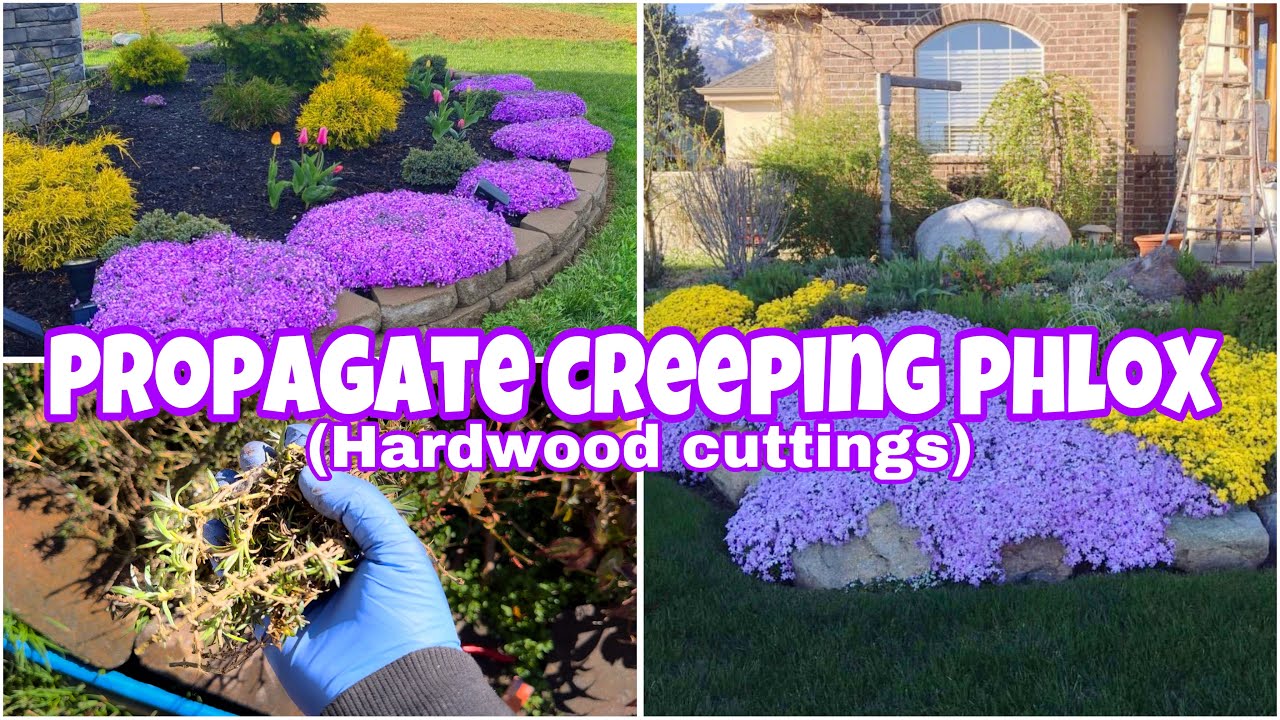 About Creeping Phlox How To Propagate It Through Hardwood Cuttings
