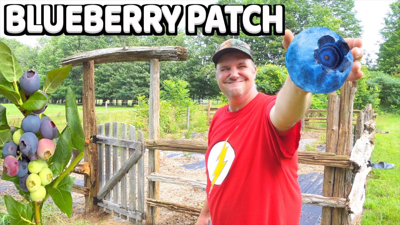 Creating The Ultimate Blueberry Patch Youtube