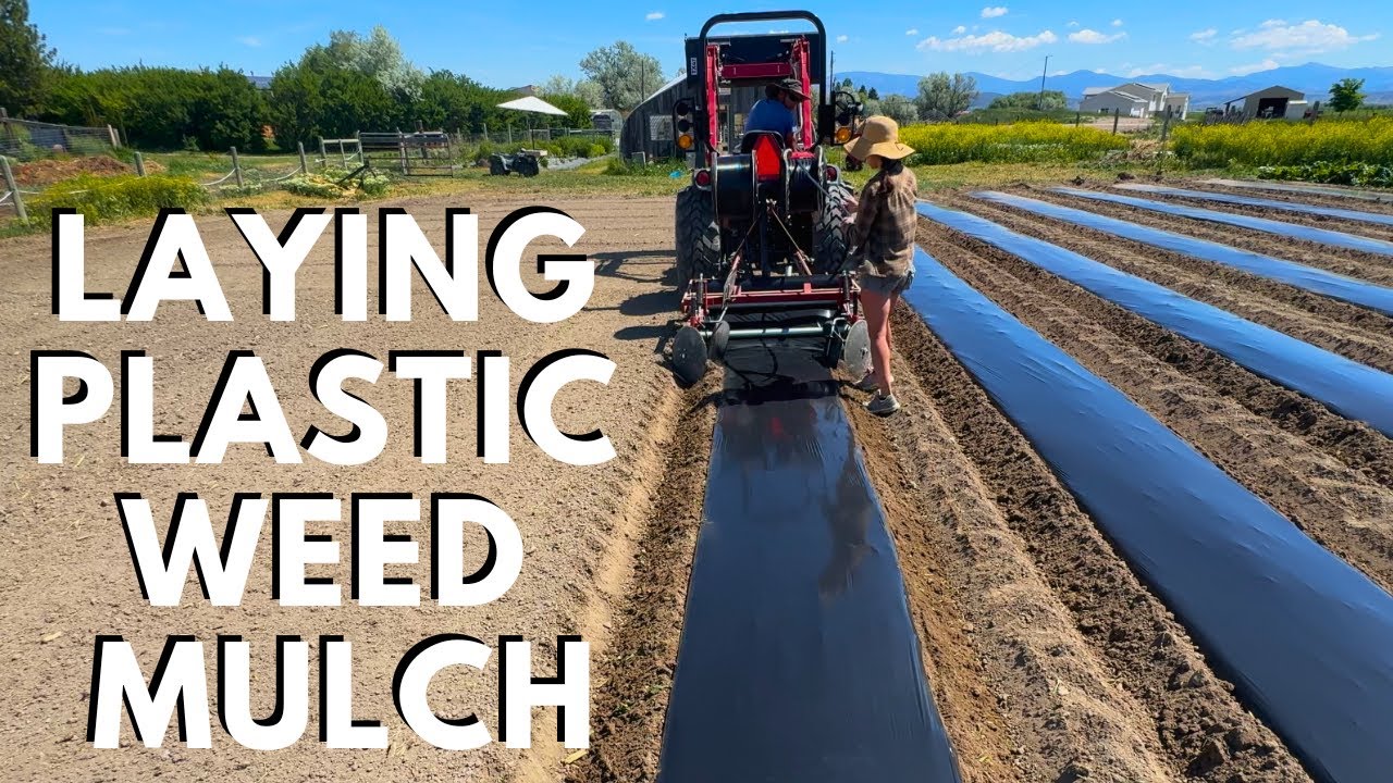 Setting Up Using Plastic Mulch For Veggie Field Weed Control Nolt S