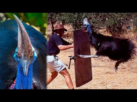 Insane Cassowary Attack Cassowary Youtube