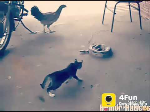 Cat Vs Python Youtube