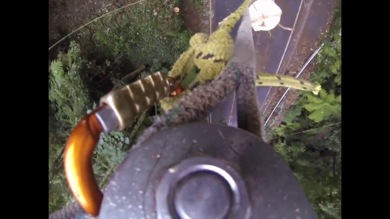 Speedline Tree Removal Techniques Ace Tree Service Youtube