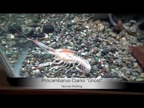 Procambarus Clarkii Ghost Molting High Quality Youtube