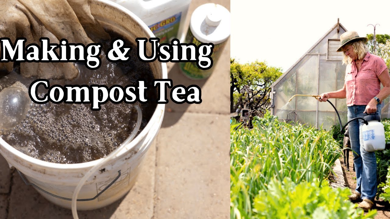 How To Make Use Compost Tea Improve Plant Soil Health Youtube
