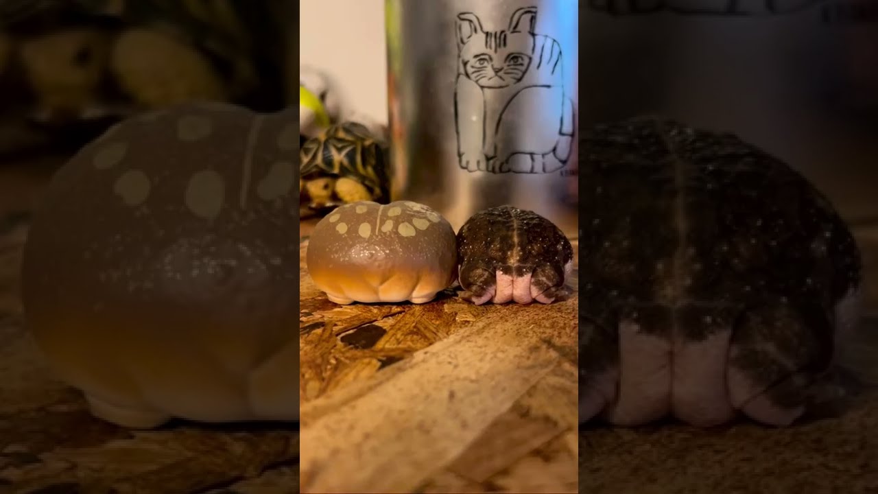 The Frog With Buttcheeks Meme An Unserious Investigation