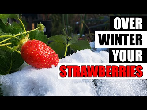 How To Store Strawberry Plants Inside Over Winter