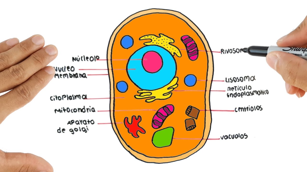 As Proteínas De Uma Célula Eucariótica Educa