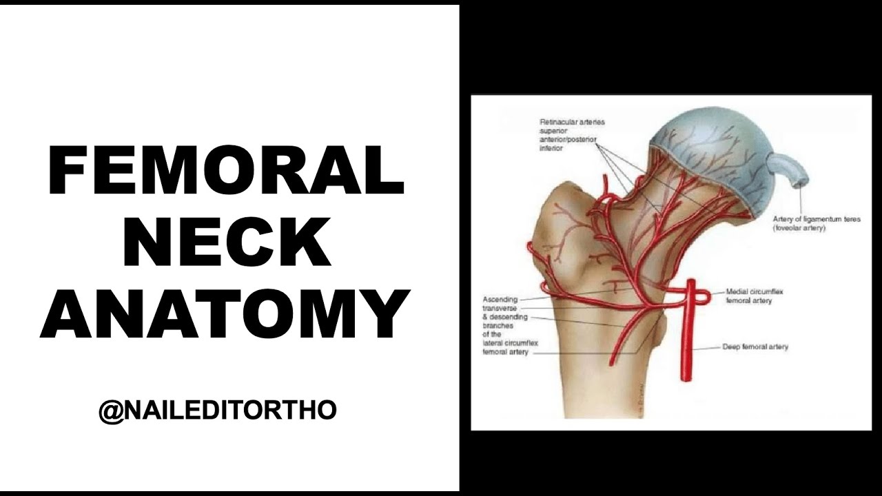 The Anatomy Of The Femoral Neck Explained Youtube