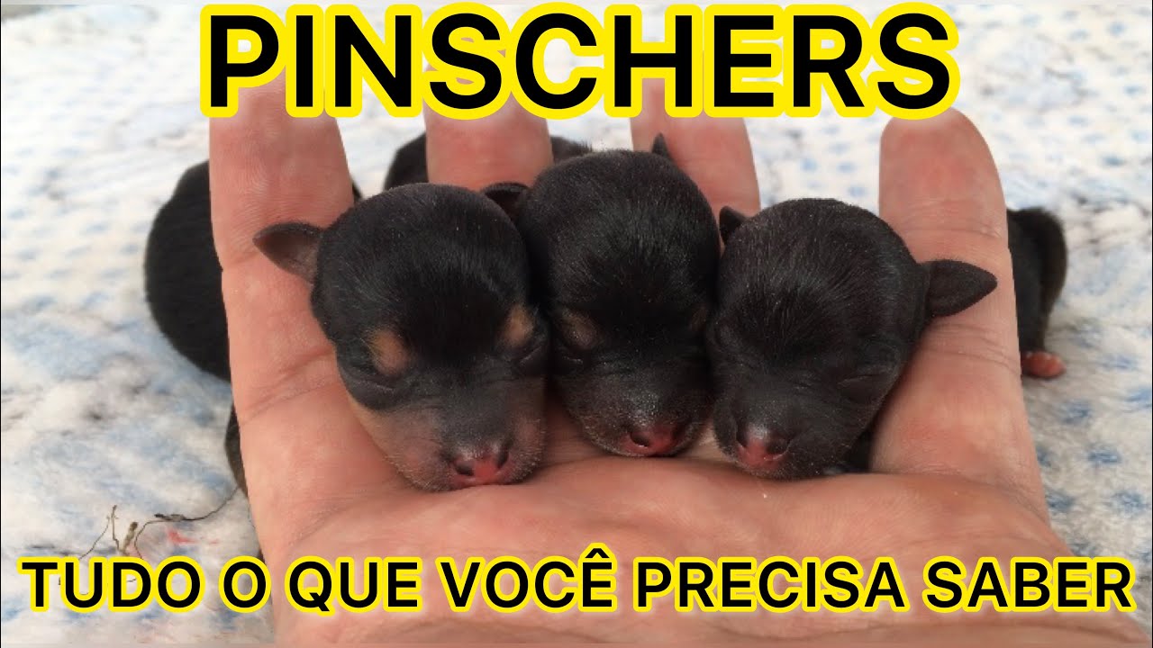 Cachorro Pinscher Para
