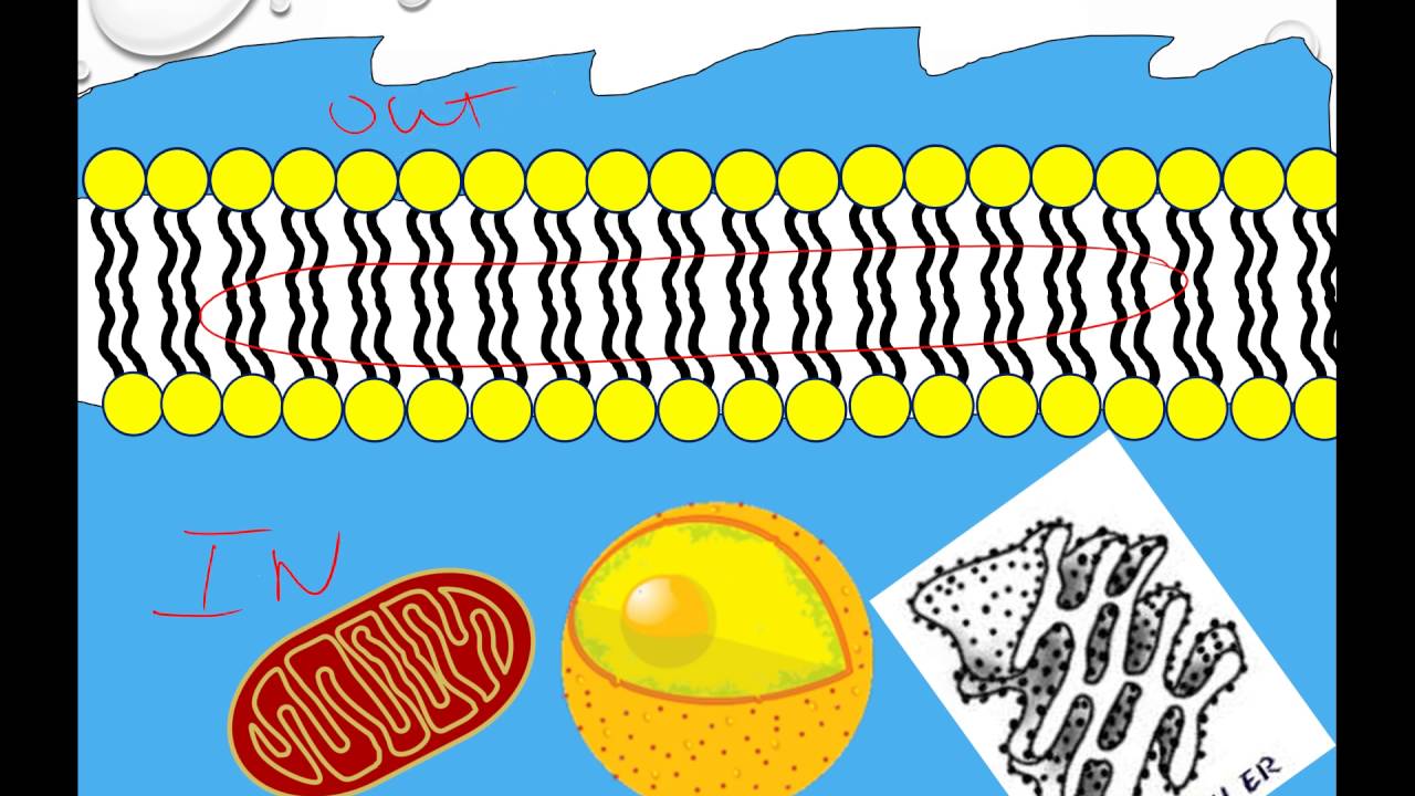 Cell Membrane Structure Youtube