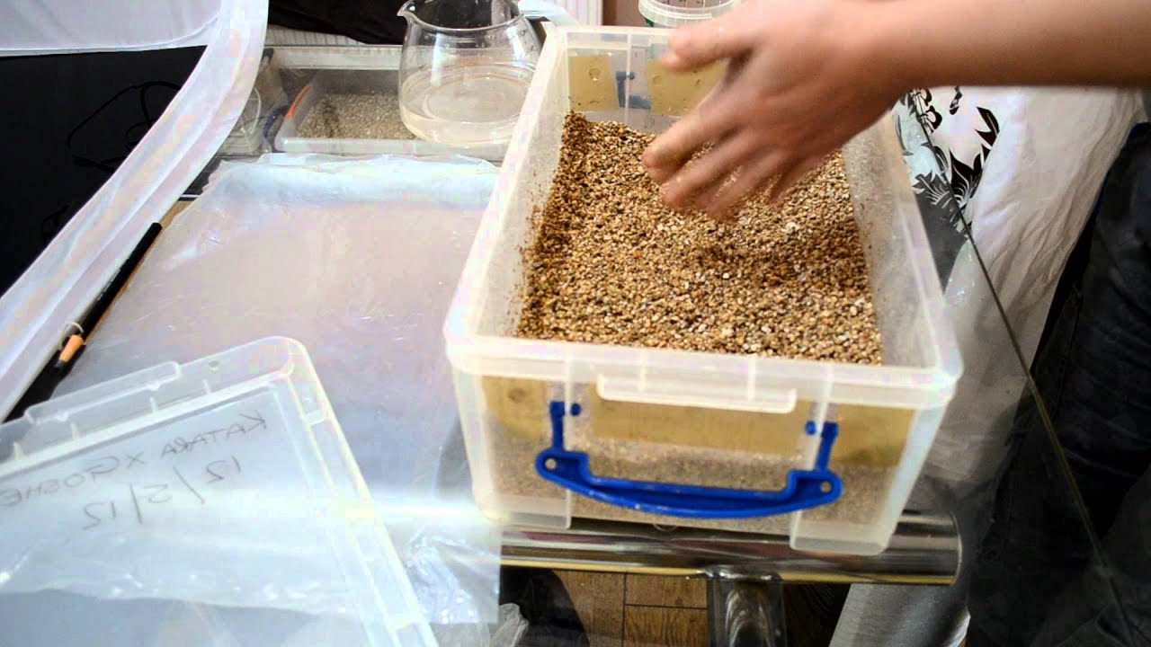 Setting Up An Egg Tub To Incubate Royal Python Eggs Youtube