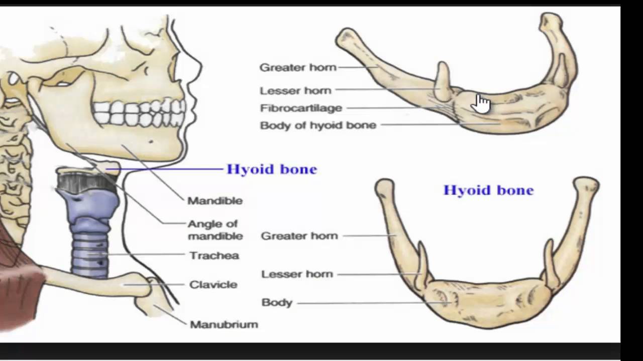 The Mandible The Hyoid Bone The Sternum And The Ribs Youtube