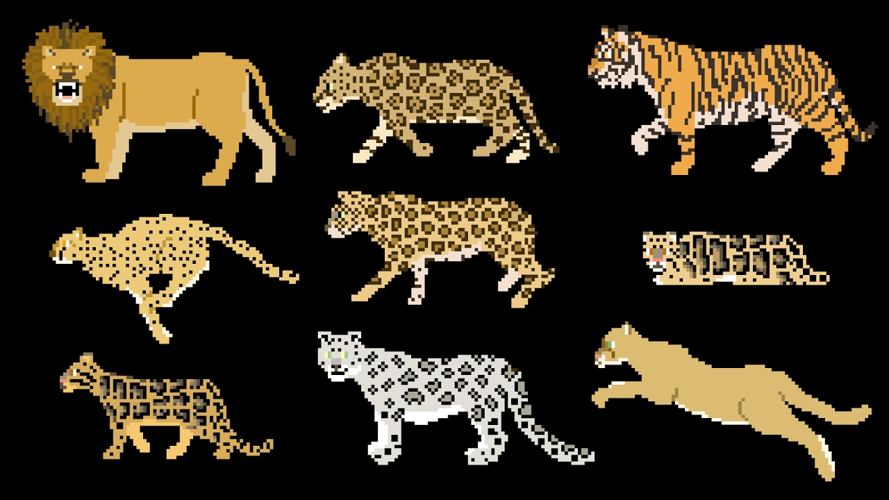 Big Cats Animals Series Lion Tiger The Kids Picture Show Fun