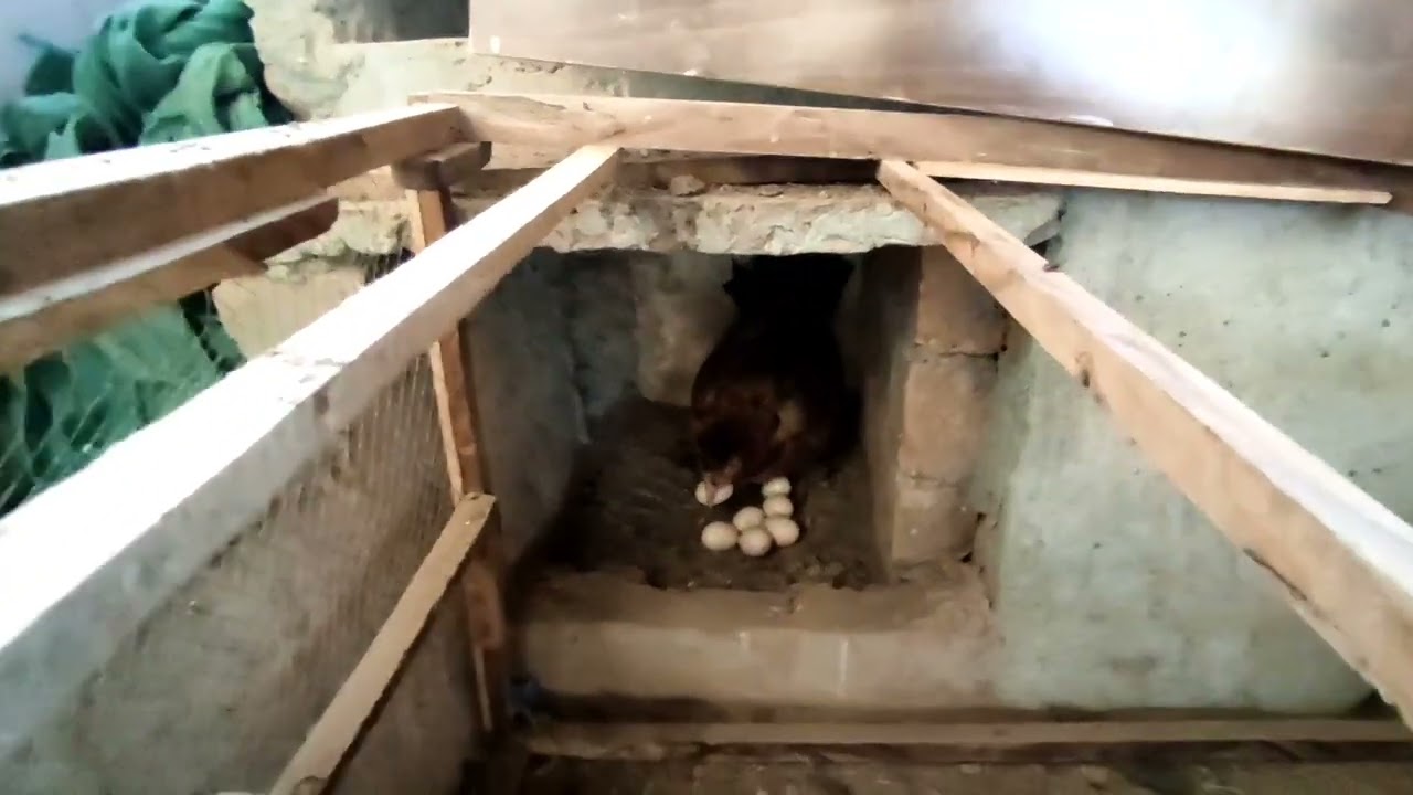 Hen Hatching Egg Part 1 Youtube