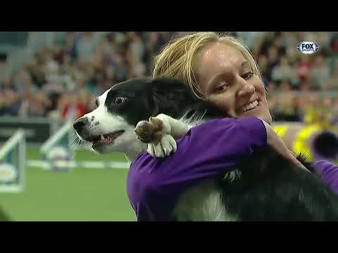 Dog Training Youtube