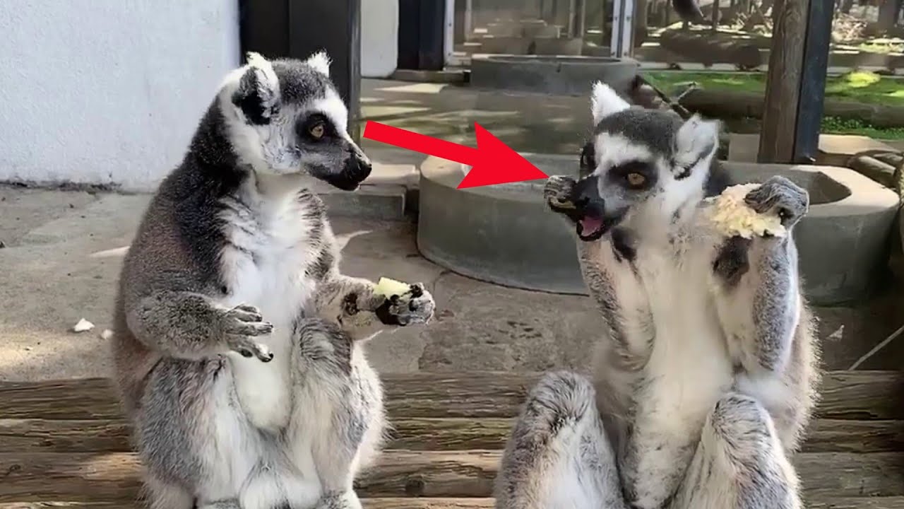 Funny Cute Ring Tailed Lemurs Eating And Smiling Youtube