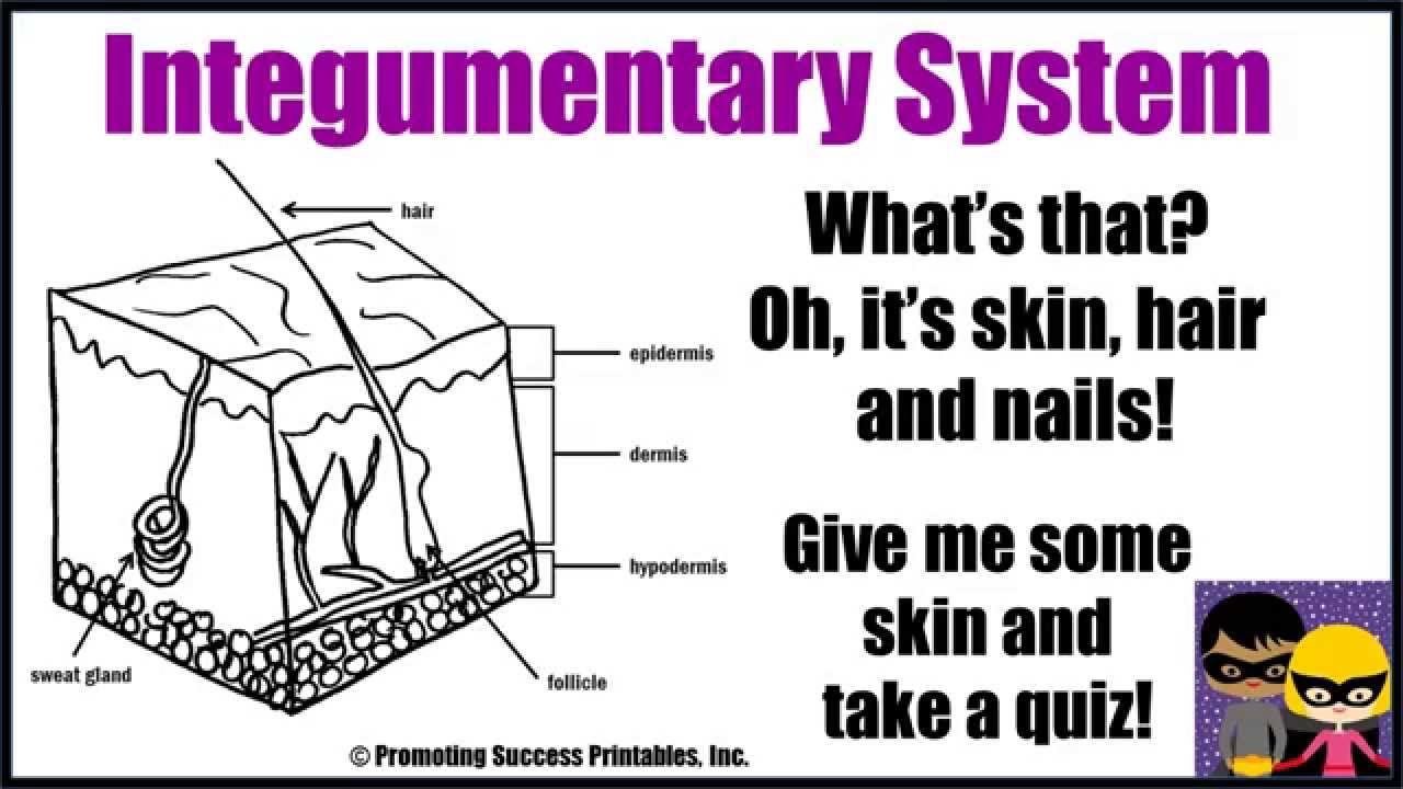 Integumentary System Body