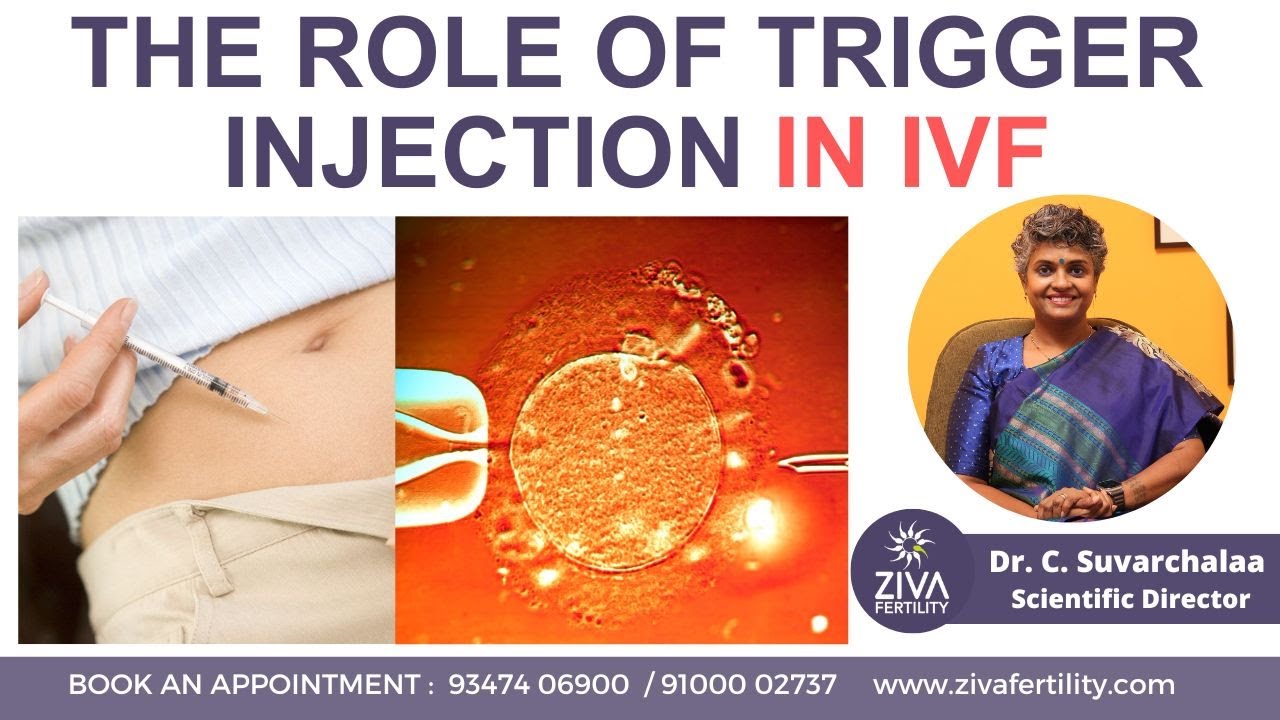 The Role Of Trigger Injection In Ivf Ivf Procedure Step By Step Dr