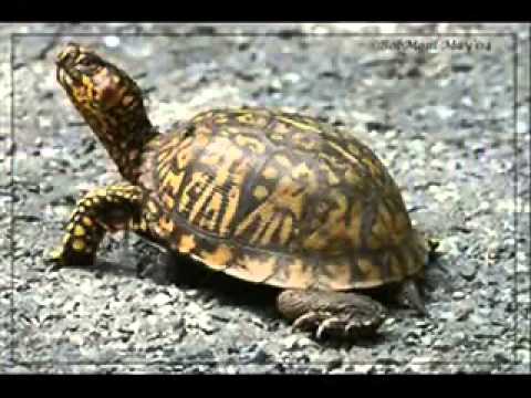 Afsoomaali Youtube