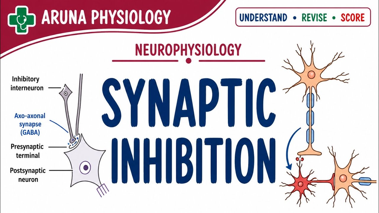 Synaptic Inhibition Mbbs Physiology Youtube