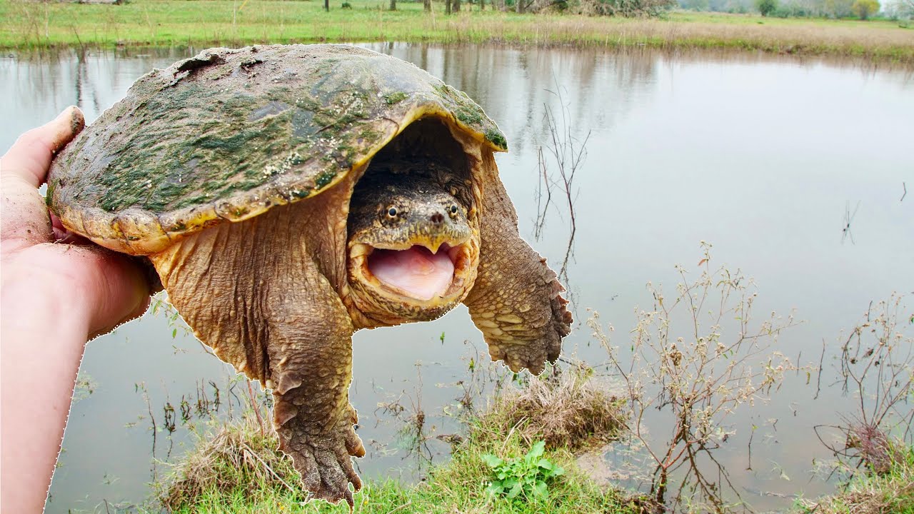 My New Pet Snapping Turtle Youtube