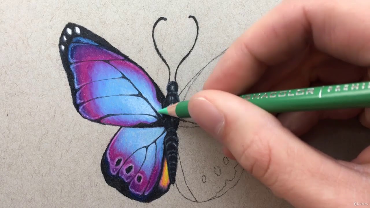 Colored Pencil Drawing Beginner Prodrawingclub Pencil Art Drawing