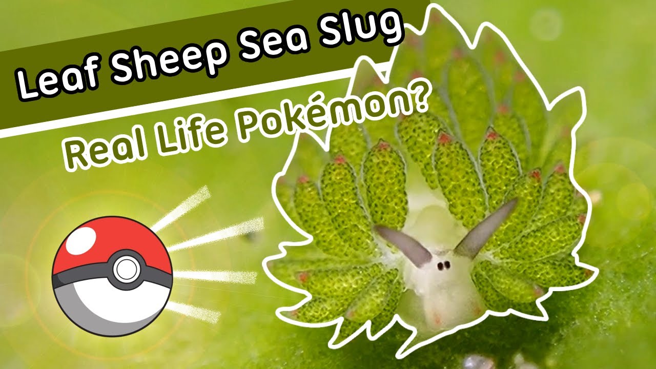 Leaf Sheep Sea Slug Costasiella Kuroshimae First Impression Real