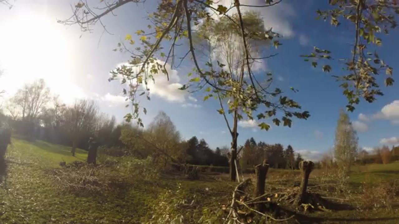 Tree Pruning Youtube