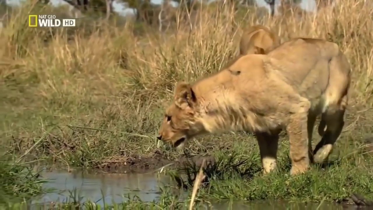 Animal Planet Wild Amazon Documentary