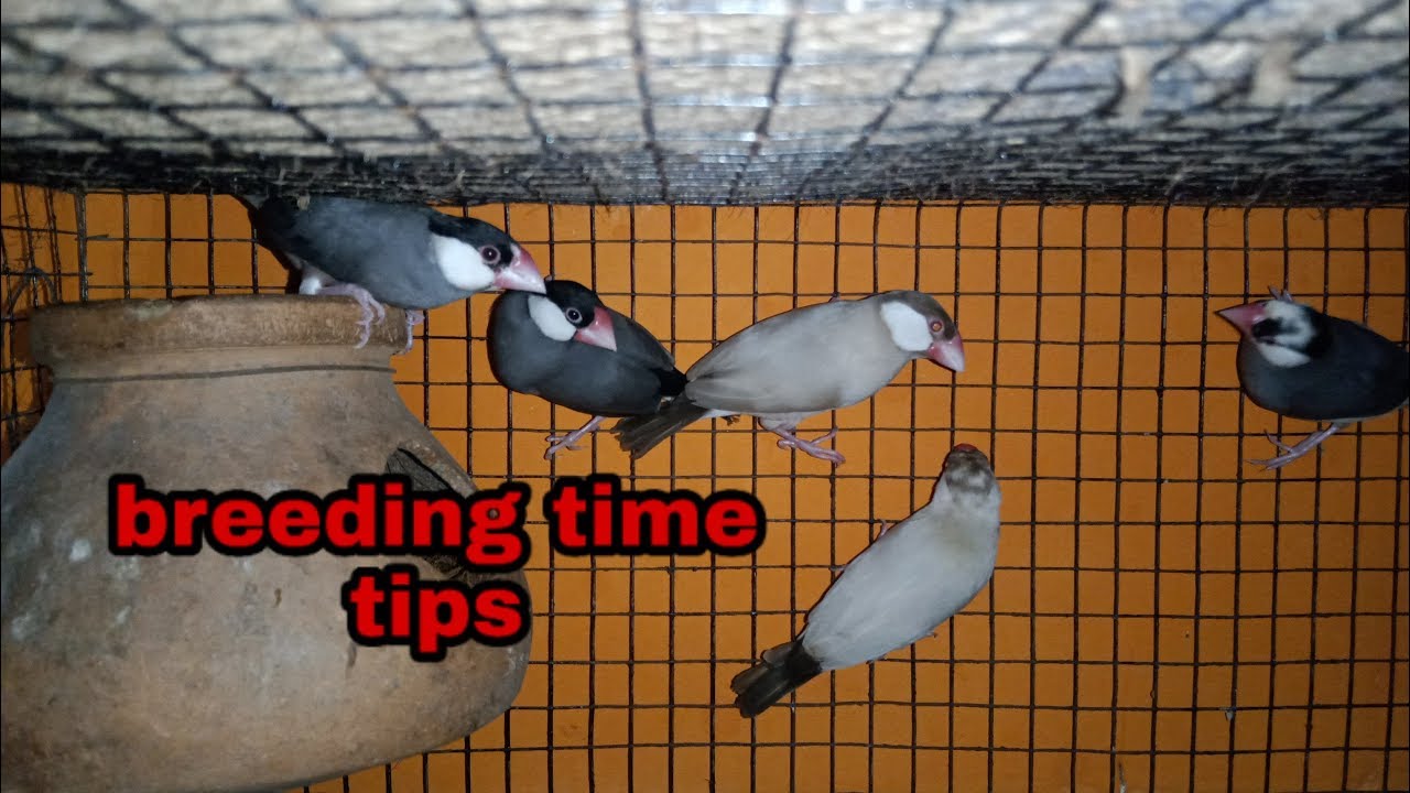Java Bird Breeding Time Tips Youtube