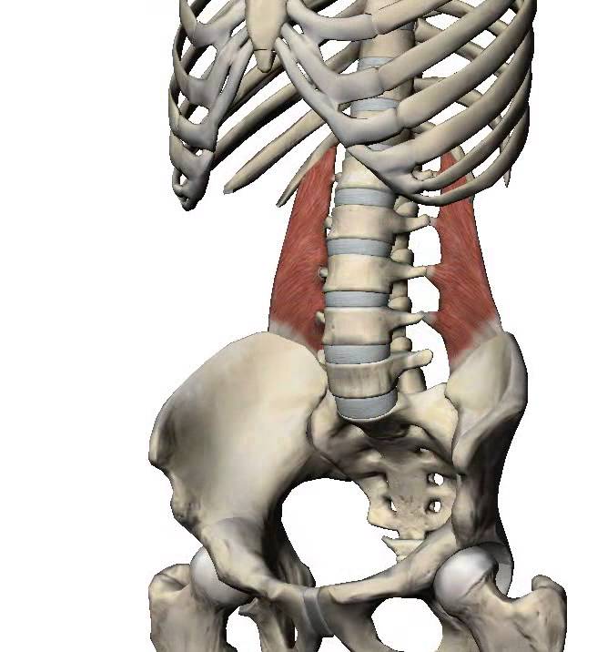 Quadratus Lumborum 2 Youtube