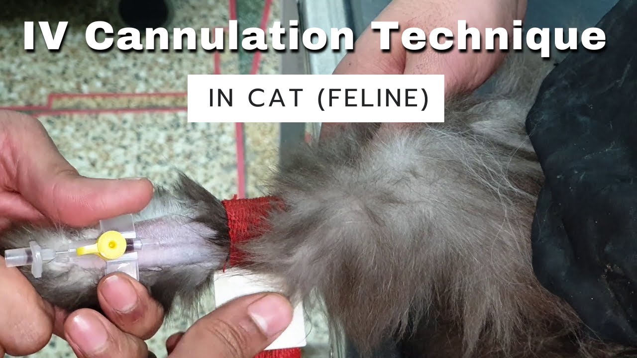 Cat Iv Catheter At Phillip Dorsey Blog
