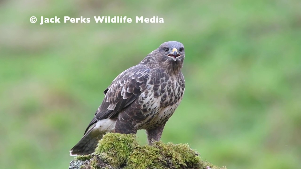 Buzzard Stock Footage Youtube