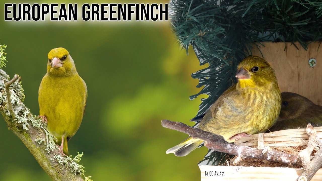 The European Greenfinch Keeping Breeding Species Profile Youtube