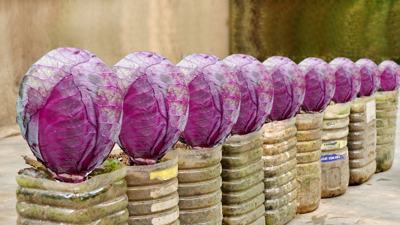 How To Grow Super Delicious Specialty Purple Cabbage At Home Youtube