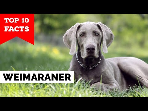 Facts About Weimaraner Top 10 Complete Guide