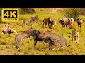 4k African Animals Chobe National Park Scenic Wildlife Film With ...