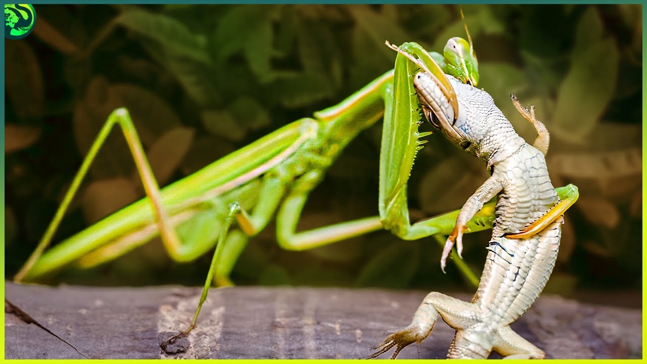 13 Shocking Moments Of Mantis Destroying Their Opponents Youtube