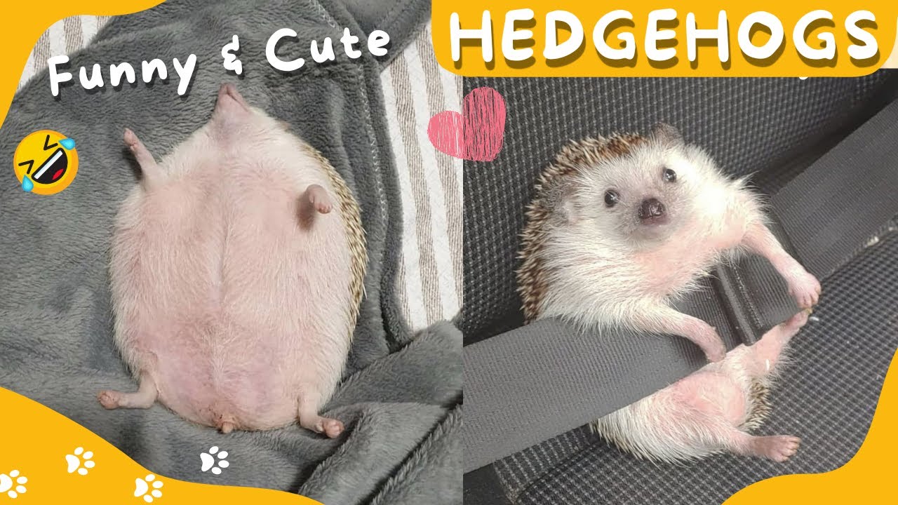 ёяжфёяшв Funny And Cute Hedgehog Videos Compilation 4 Youtube