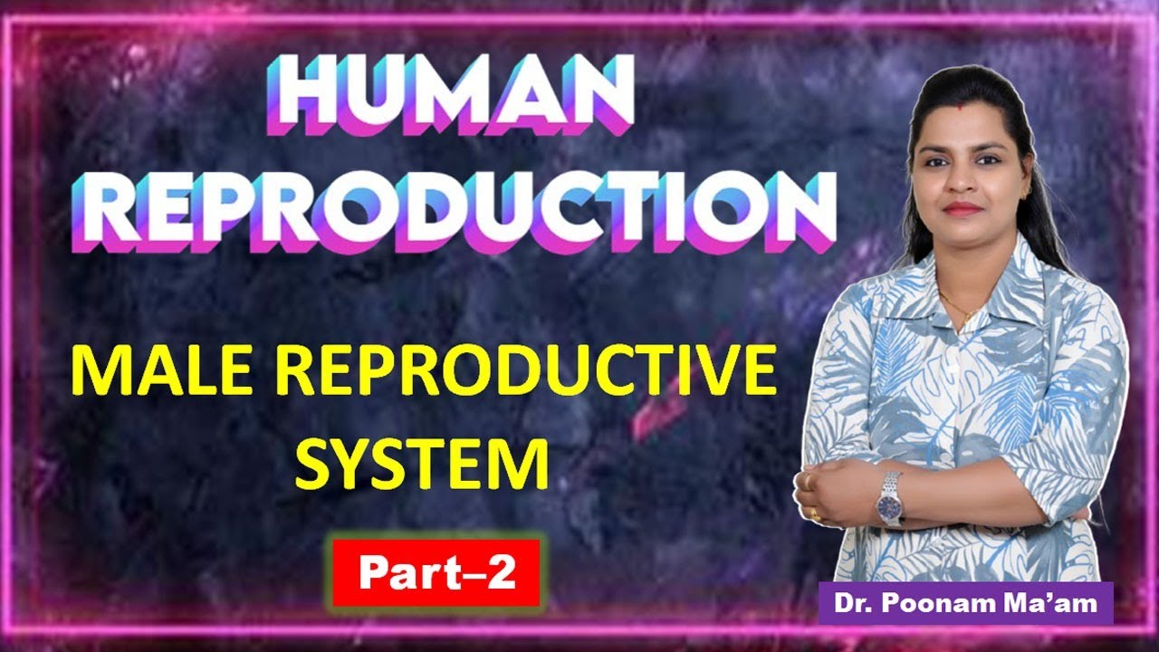 Male Reproductive System Part 1 Youtube