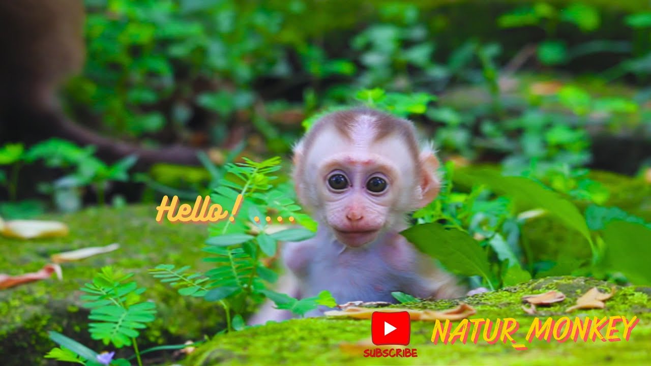 Learning And Development In Baby Monkeys Youtube